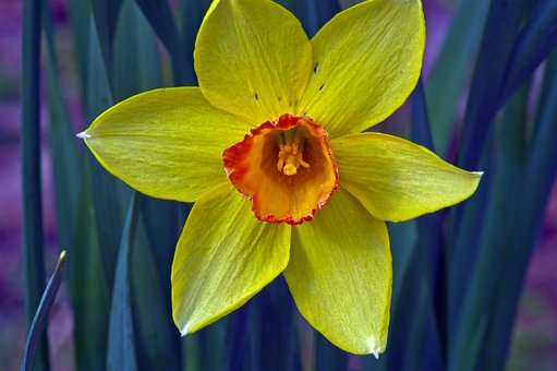 60+ Free Jonquils & Narcissus Images - Pixabay