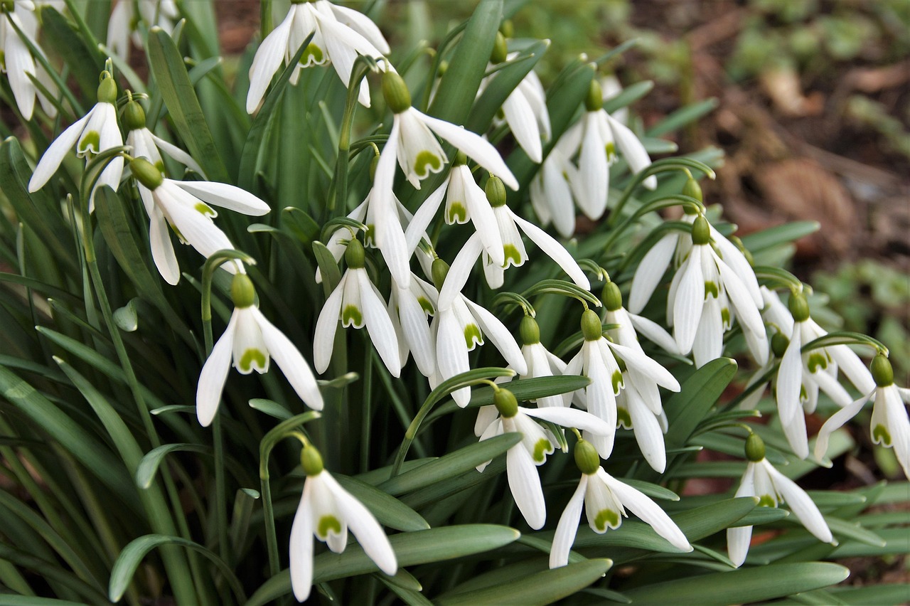 Snowdrops Vernal Bunch - Free photo on Pixabay - Pixabay
