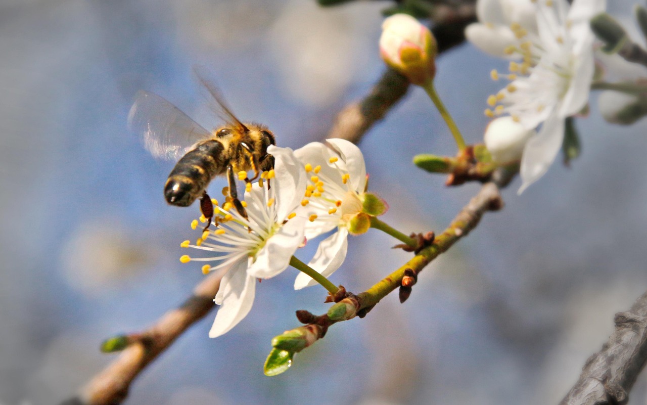 Natureza Primavera Flor - Foto gratuita no Pixabay - Pixabay