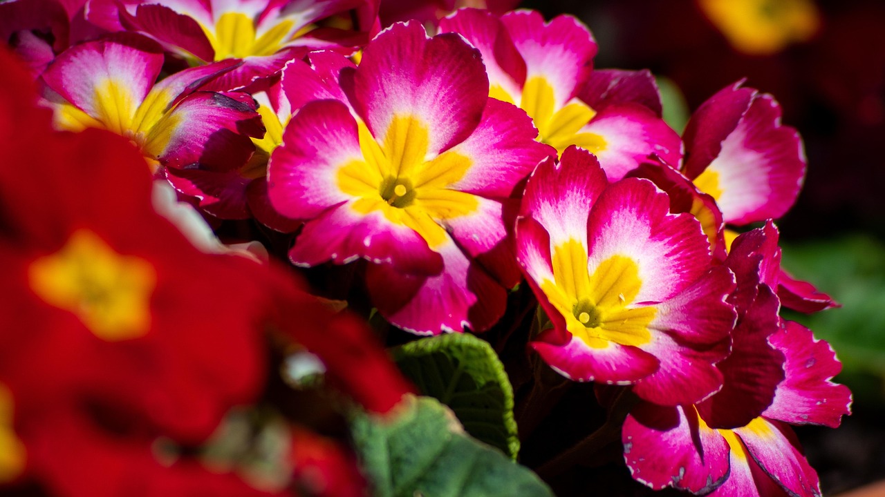 Flores Primavera Plantar - Foto gratuita no Pixabay - Pixabay
