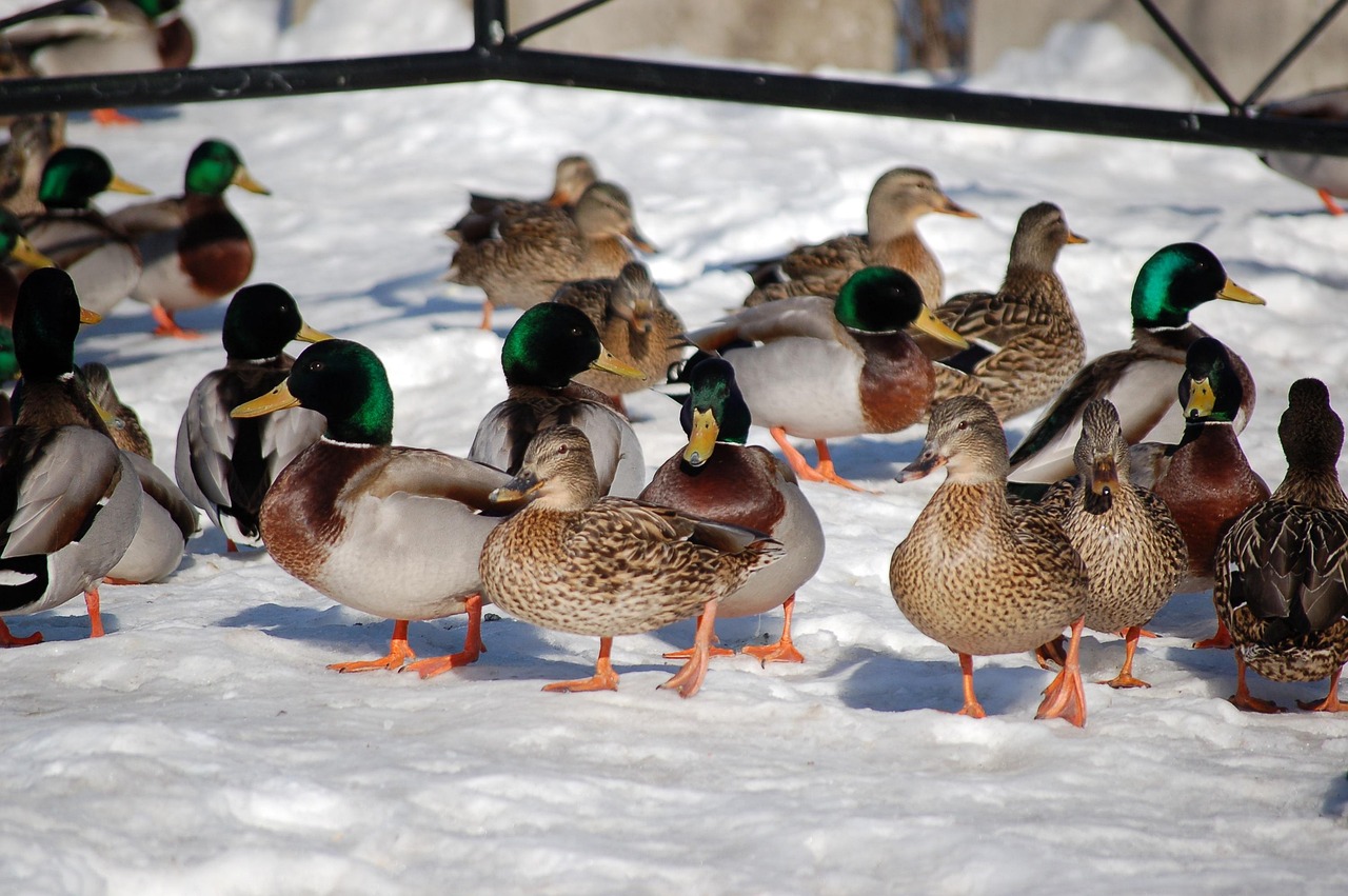 90,000+ Free Enfant Danse Des Canards & Dance Images - Pixabay
