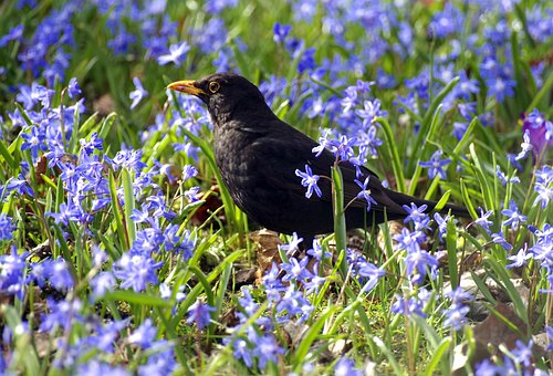 600+ Free Blackbirds & Blackbird Images - Pixabay