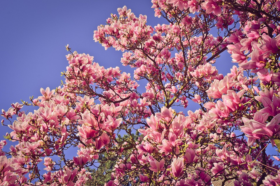 Nature Tree Magnolia - Free photo on Pixabay