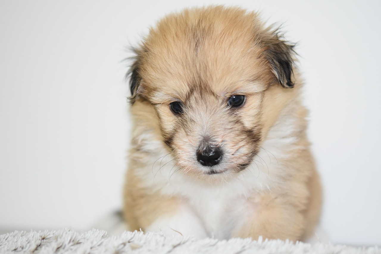 Puppy Dog Young - Free photo on Pixabay
