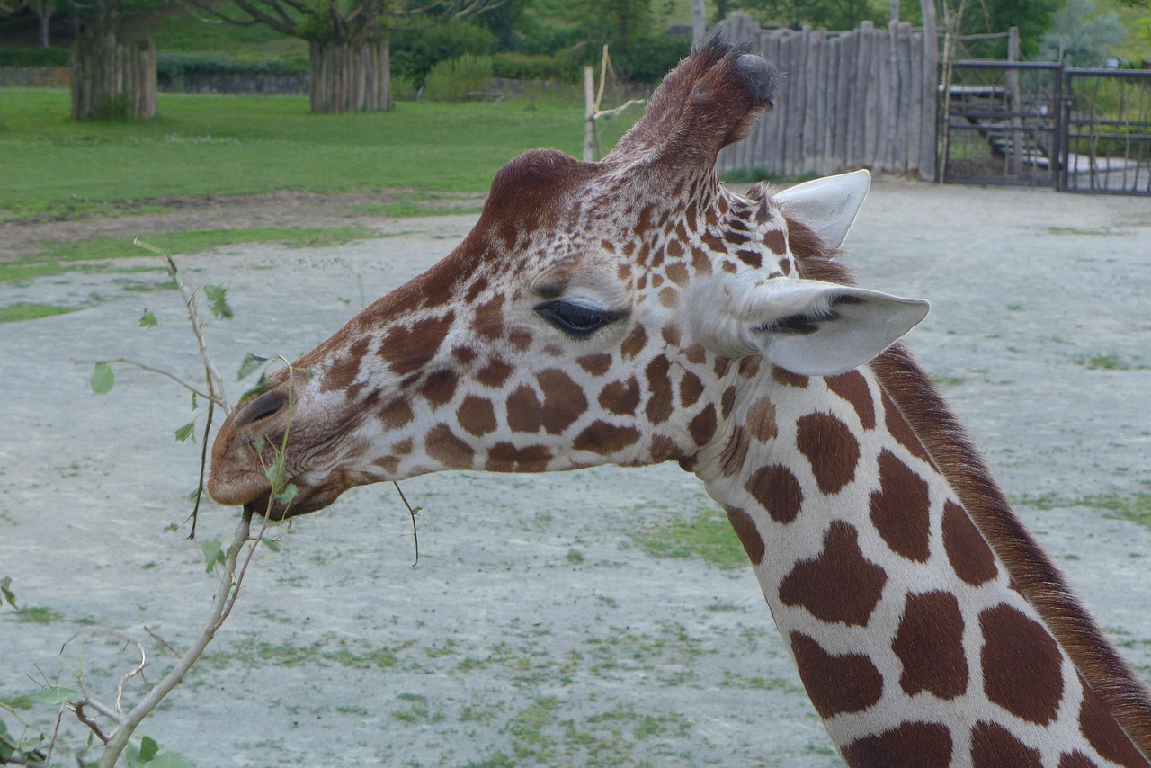 Animal Girafe Bon Le Dvůr Králové - Photo gratuite sur Pixabay - Pixabay