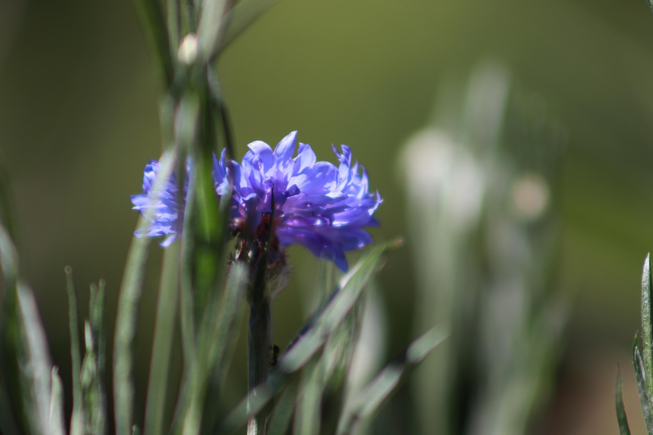 Flower Natur Frühling - Kostenloses Foto auf Pixabay - Pixabay