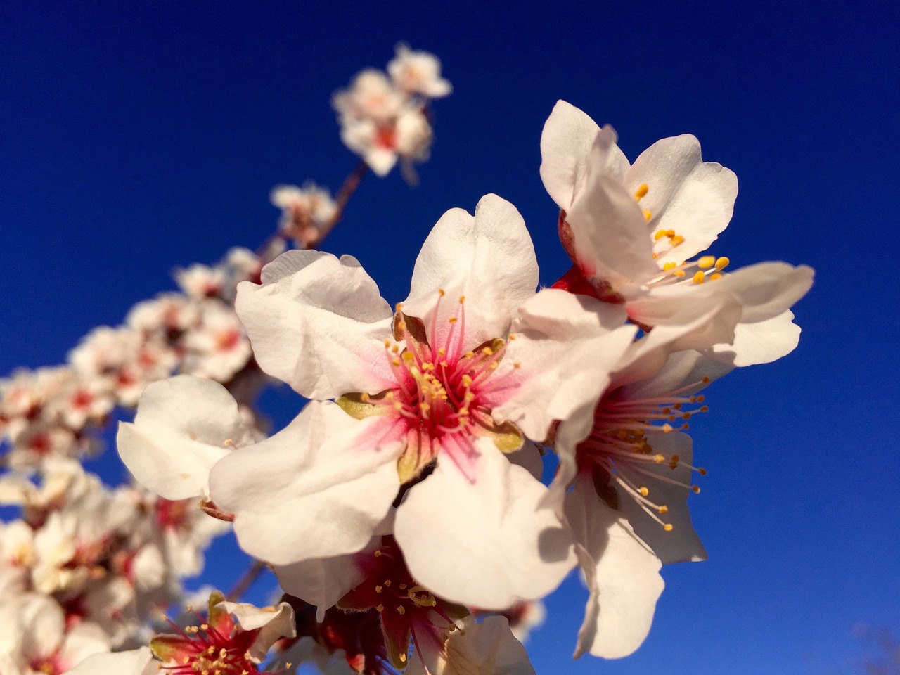 Gran Canaria Flowers Nature - Free photo on Pixabay - Pixabay