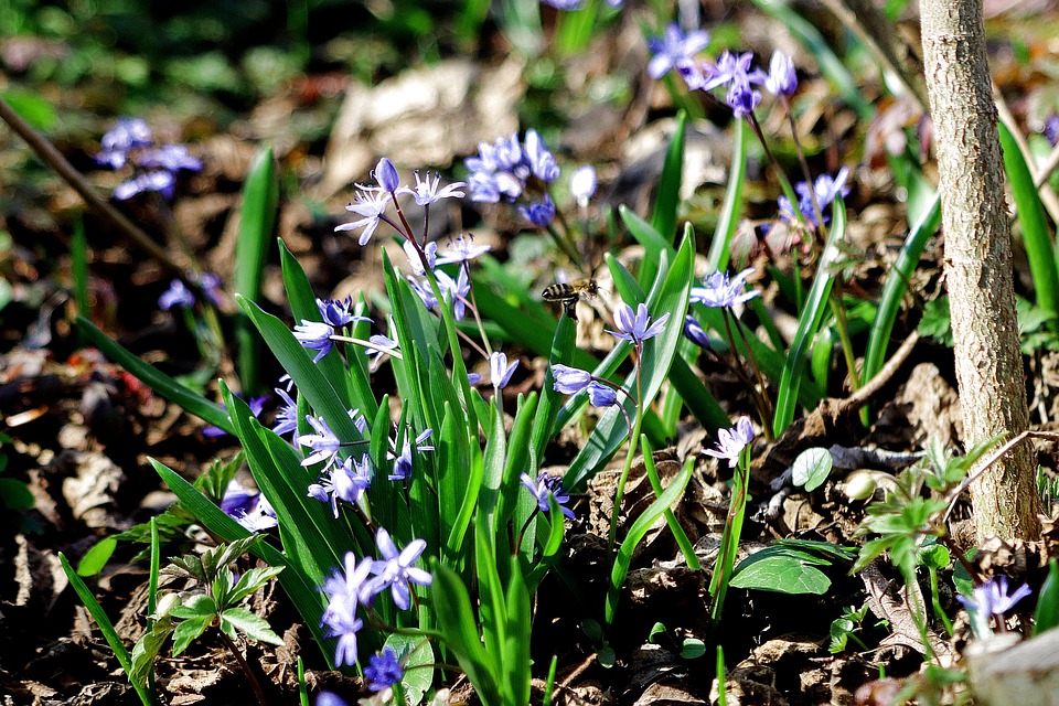 Spring Bee Wild - Free photo on Pixabay - Pixabay