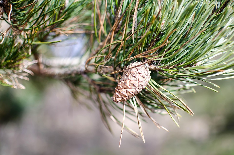 Pinus Sylvestris Arbre Pin Le - Photo gratuite sur Pixabay - Pixabay