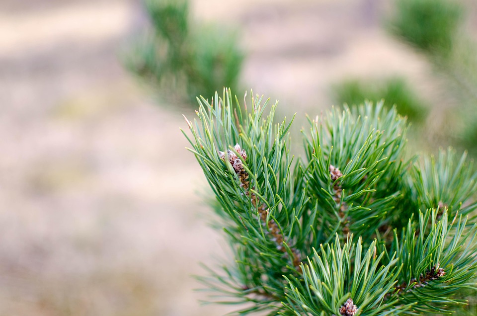 Pinus Sylvestris Pijnboom - Gratis foto op Pixabay - Pixabay