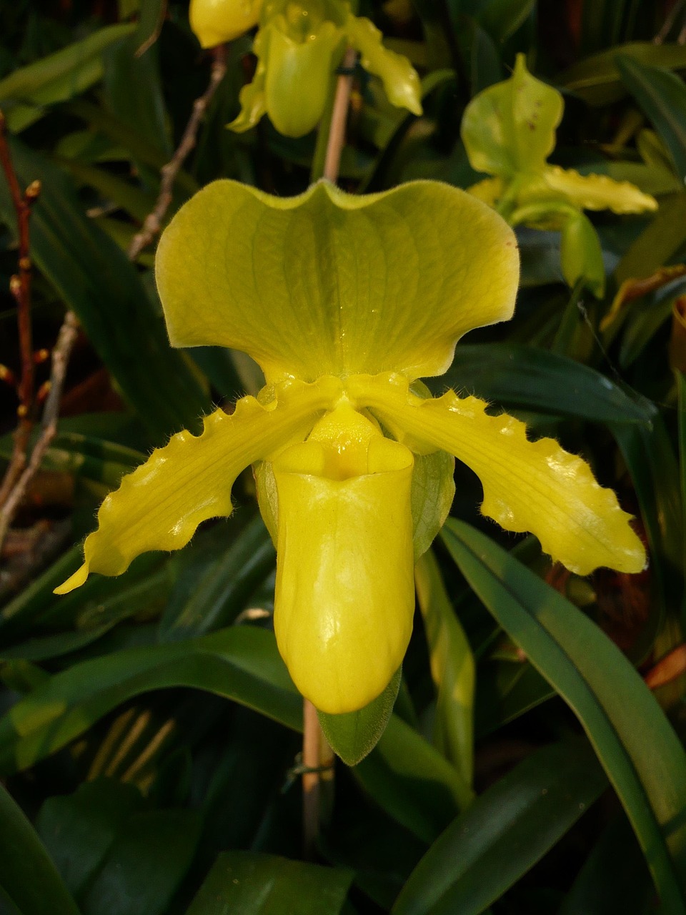 La Nature Orchidée Jaune - Photo gratuite sur Pixabay - Pixabay