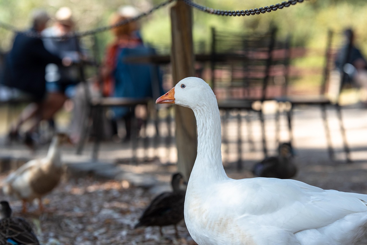 Goose White Bird - Free photo on Pixabay