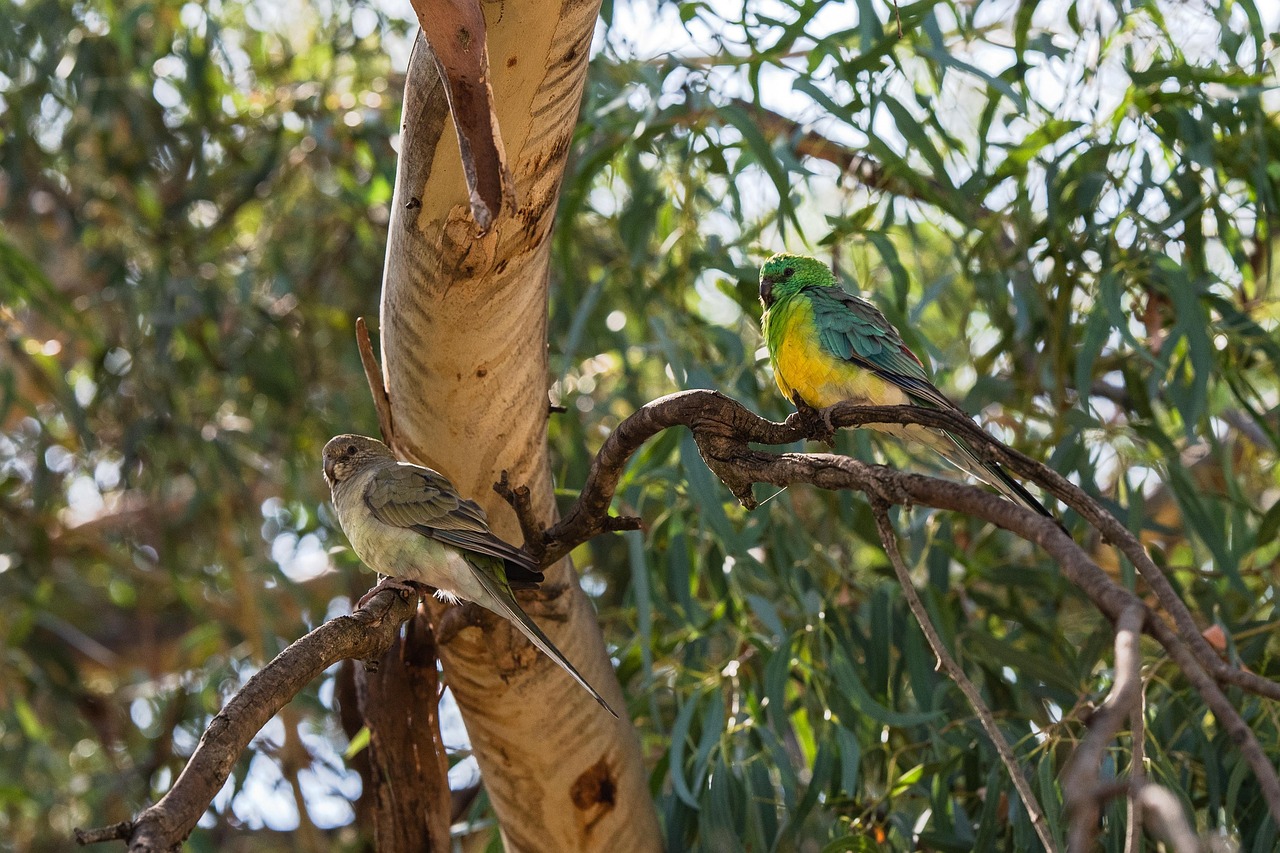 20,000+ Free Female Parrot & Parrot Images - Pixabay