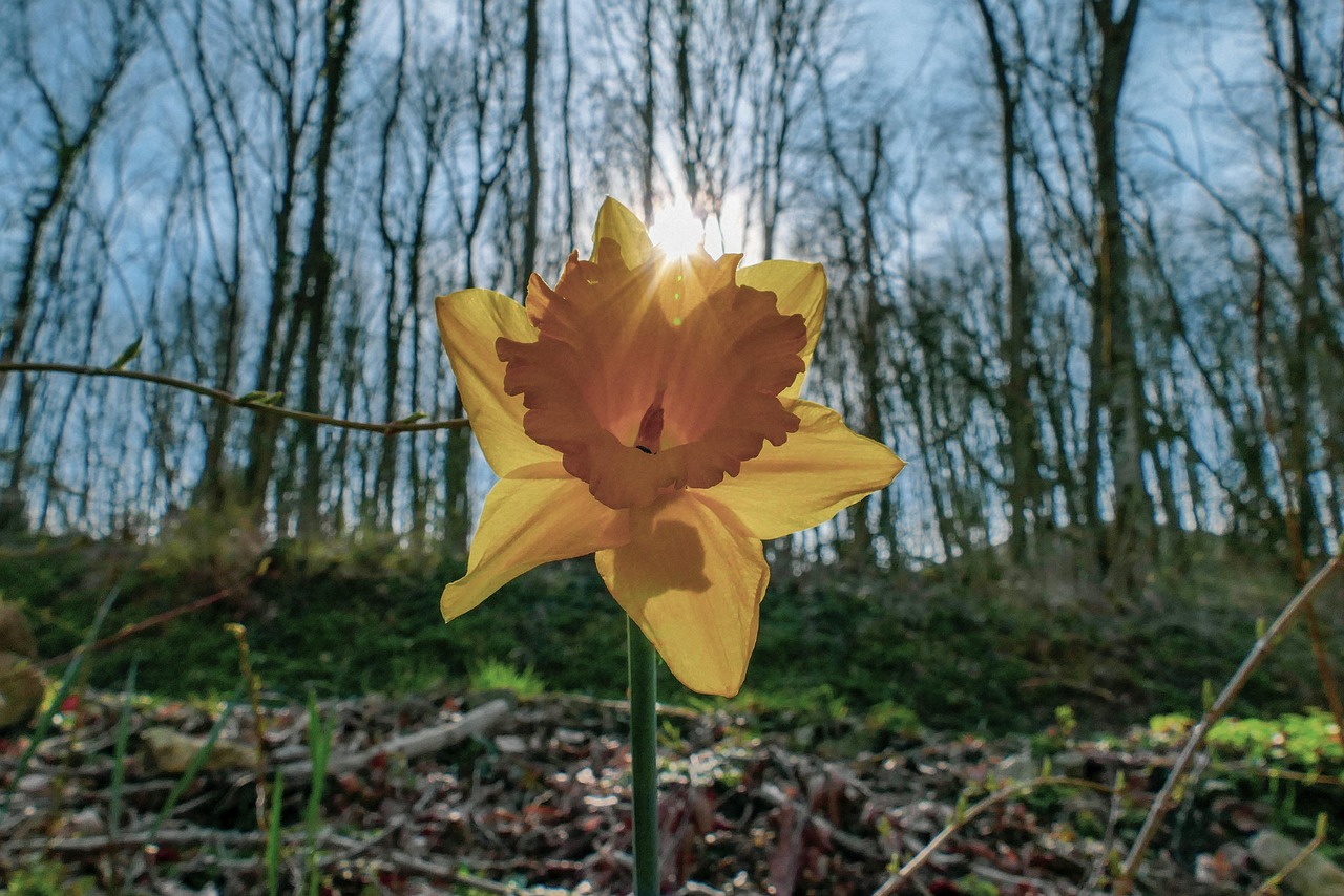 Flower Sun Blossom - Free photo on Pixabay - Pixabay