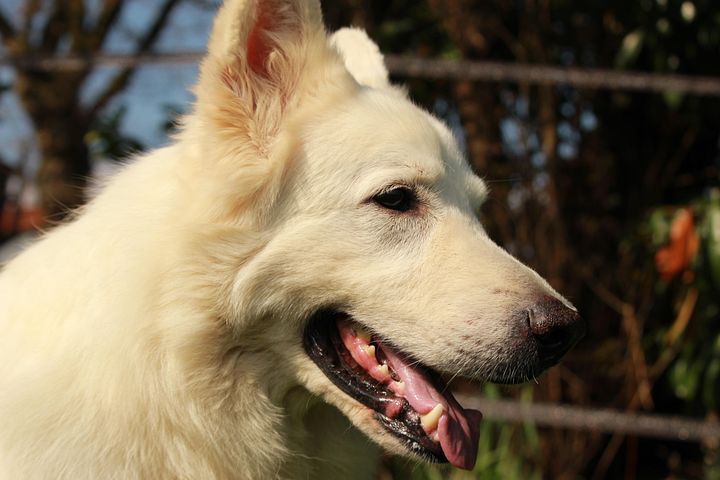 50+ Free Swiss Shepherd & Dog Images - Pixabay