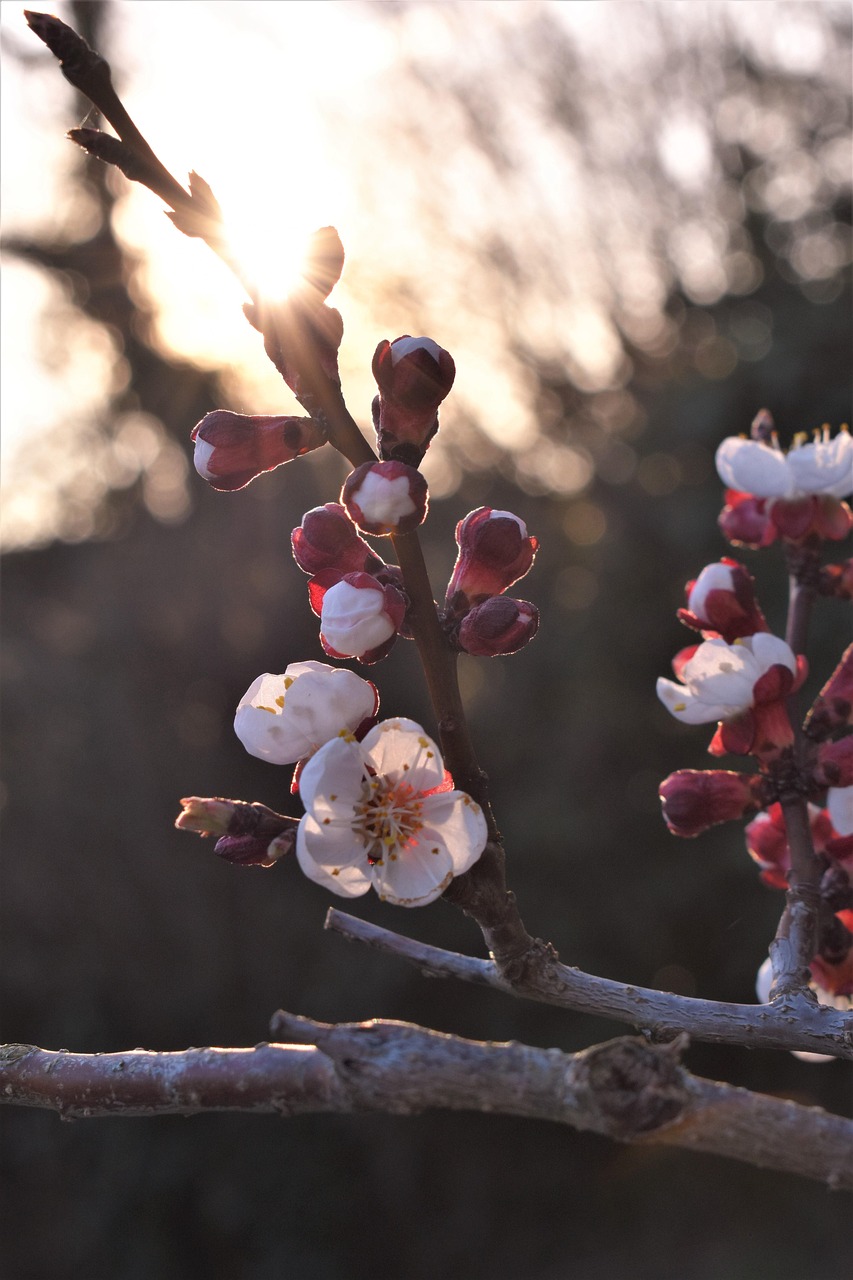 Apricot Flowers Tree - Free photo on Pixabay