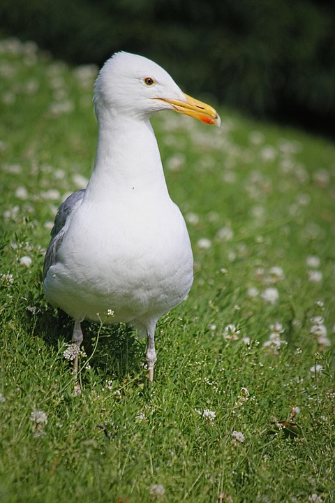 Seagull Marine Bird - Free photo on Pixabay