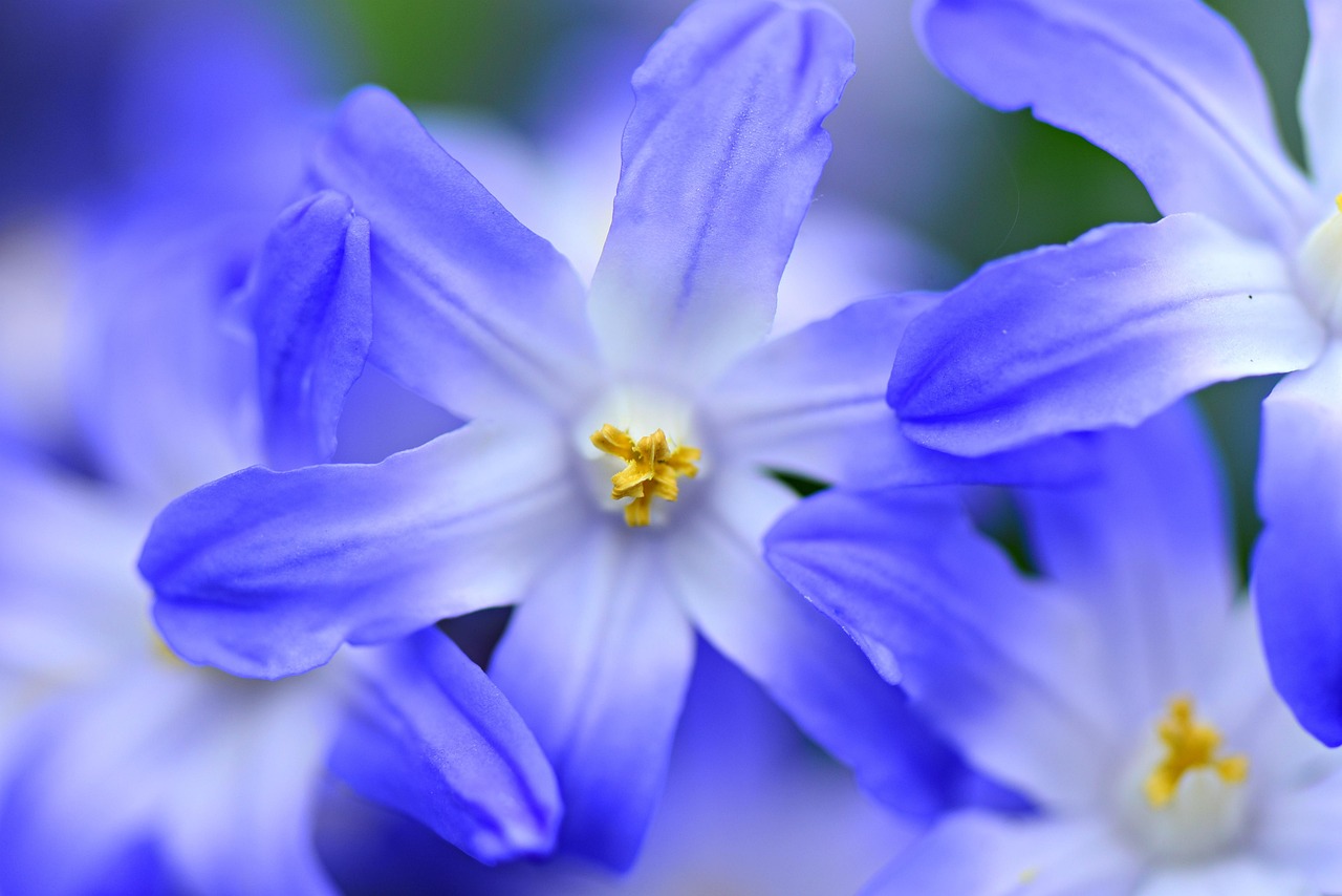 400,000+ Free March Flowers & March Images - Pixabay