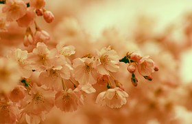 Cherry Flowers Spring - Free photo on Pixabay
