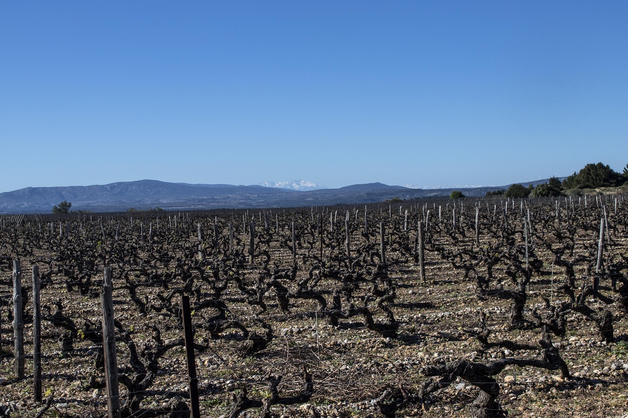 Vignoble La France Paysage - Photo gratuite sur Pixabay - Pixabay