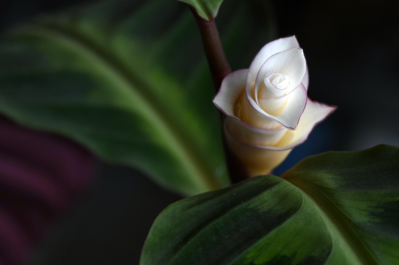 200,000+ Free Calathea Plant & Plant Images - Pixabay