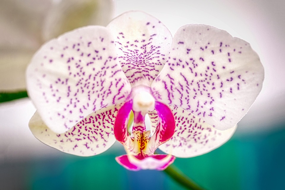 Orchidée Fleur Plante - Photo gratuite sur Pixabay - Pixabay