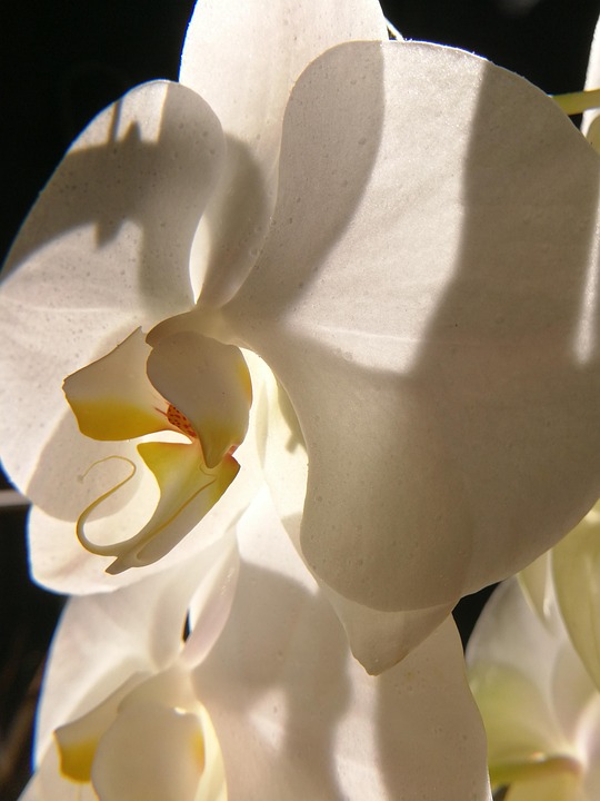 Nature Magnifique Orchidée - Photo gratuite sur Pixabay - Pixabay
