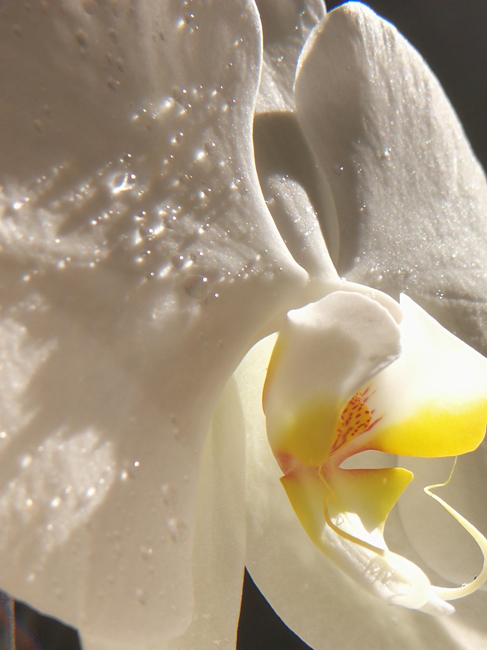 Nature Magnifique Orchidée - Photo gratuite sur Pixabay - Pixabay