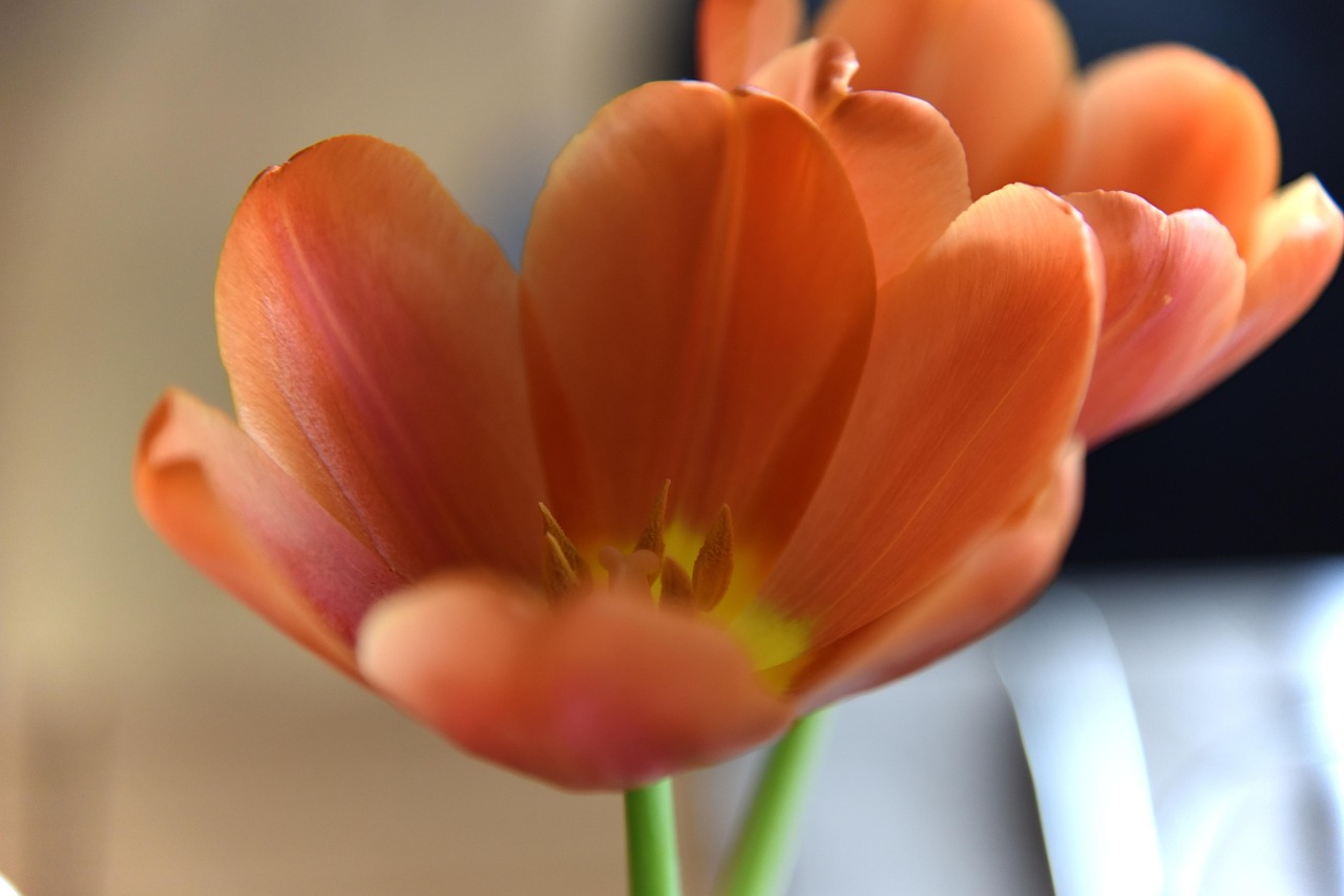 20+ Free Zwei Tulpen & Tulips Images - Pixabay