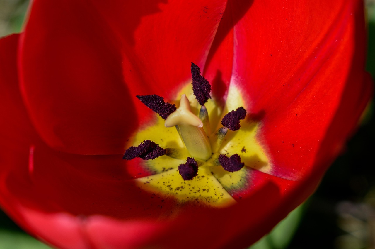 Tulipa Flor Vermelho - Foto gratuita no Pixabay - Pixabay