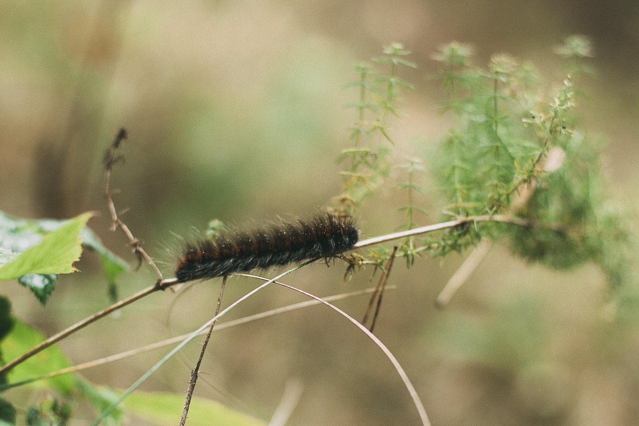 Chenille Macro Forêt - Photo gratuite sur Pixabay - Pixabay