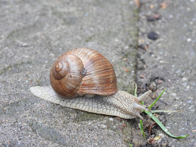 60+ kostenlose Schleich Tiere und Schleichen-Bilder - Pixabay