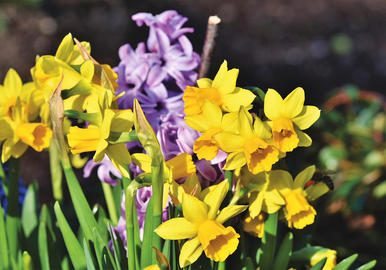 Daffodil Blossom Bloom - Free photo on Pixabay
