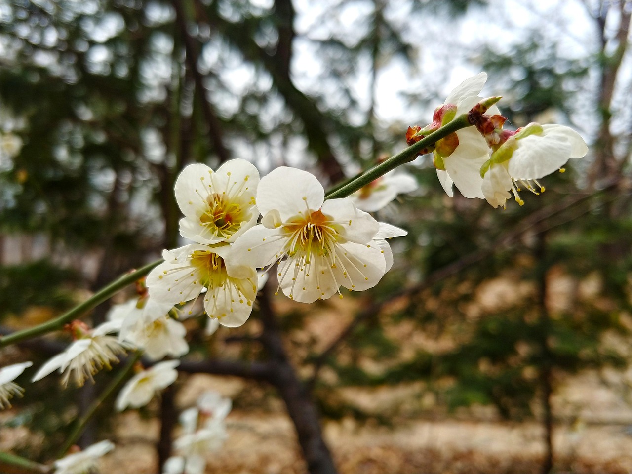 Cherry Blossom Spring Flowers - Free photo on Pixabay - Pixabay
