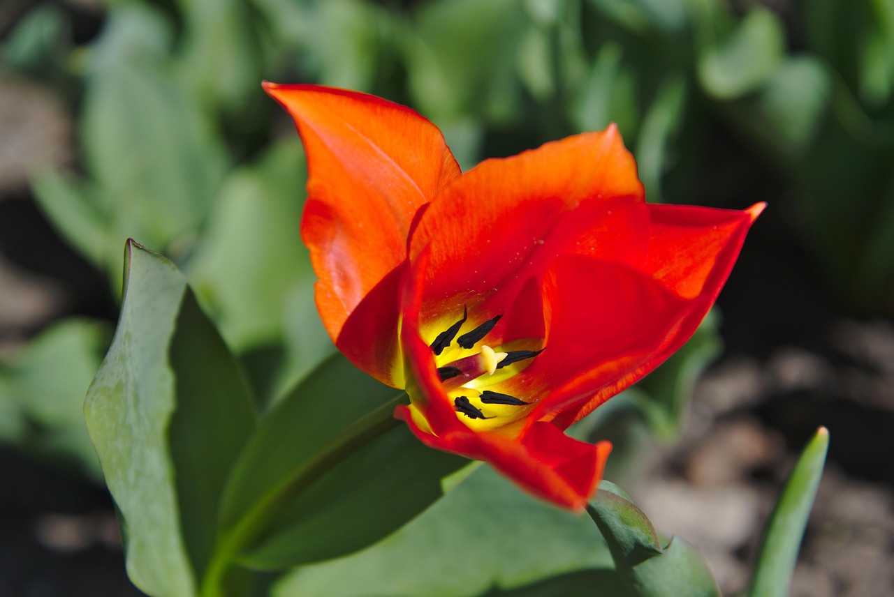 Tulipa Primavera Flor - Foto gratuita no Pixabay - Pixabay