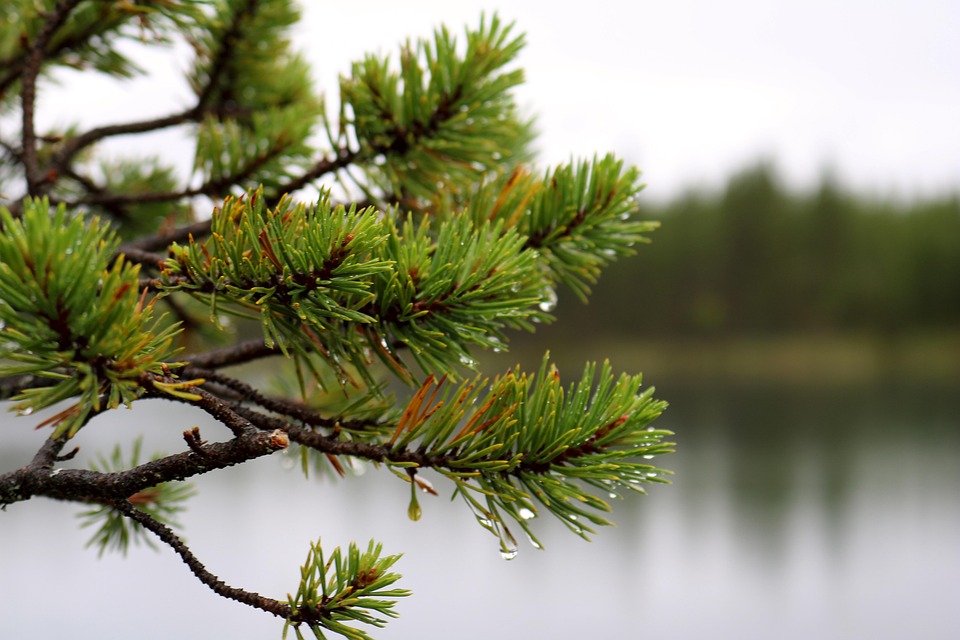 Baum See Natur - Kostenloses Foto auf Pixabay