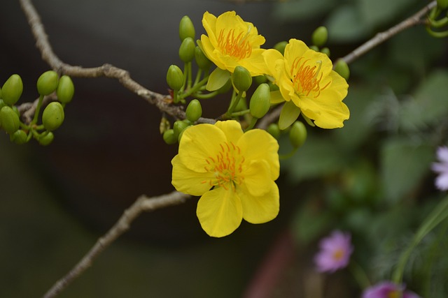 Flower Of Season Tree - Free photo on Pixabay