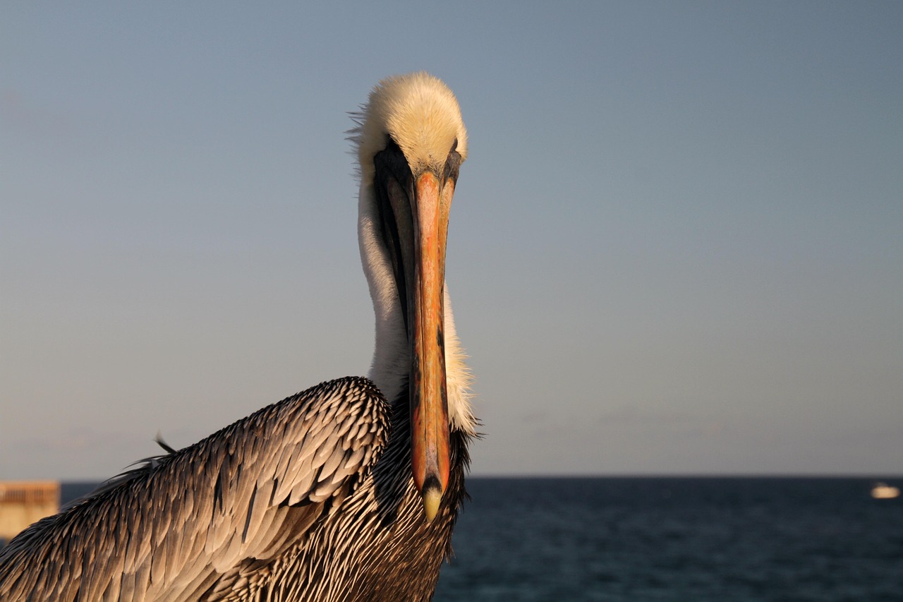 70+ Free Pelican Head & Pelican Images - Pixabay