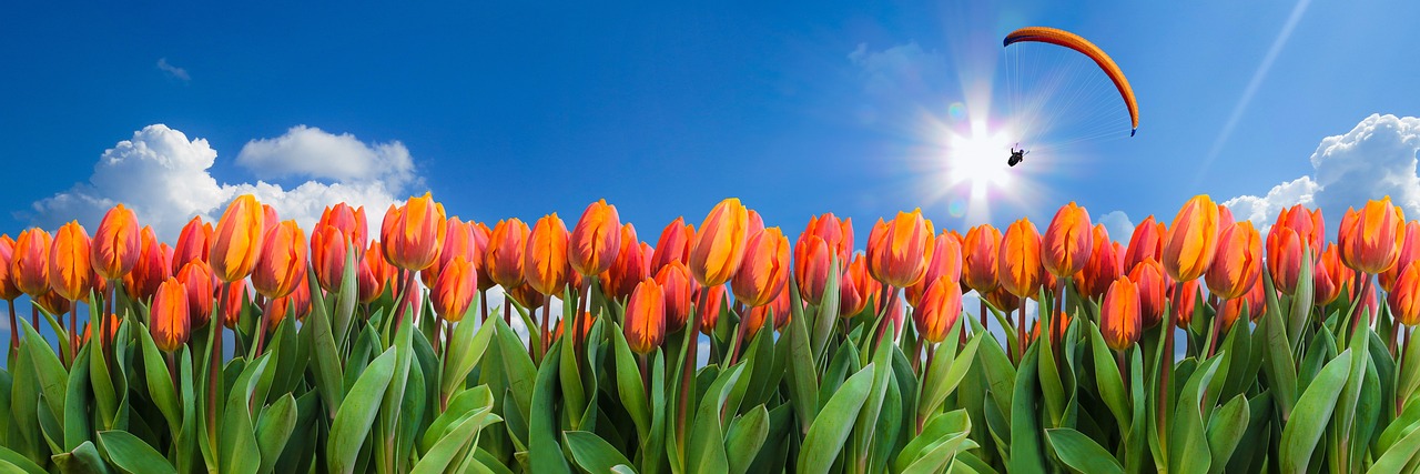 Facebook Cover Photos Nature Flowers Tulips