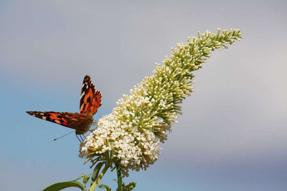 Butterfly Blossom Bloom - Free photo on Pixabay - Pixabay