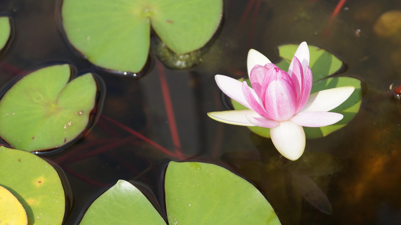 Fleur Nature Lotus Plante - Photo gratuite sur Pixabay - Pixabay