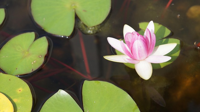 Çiçek Doğa Lotus Bitki - Pixabay'de ücretsiz fotoğraf - Pixabay
