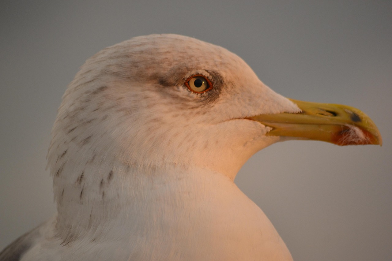 Mouette Des Oiseaux Les Animaux - Photo gratuite sur Pixabay - Pixabay