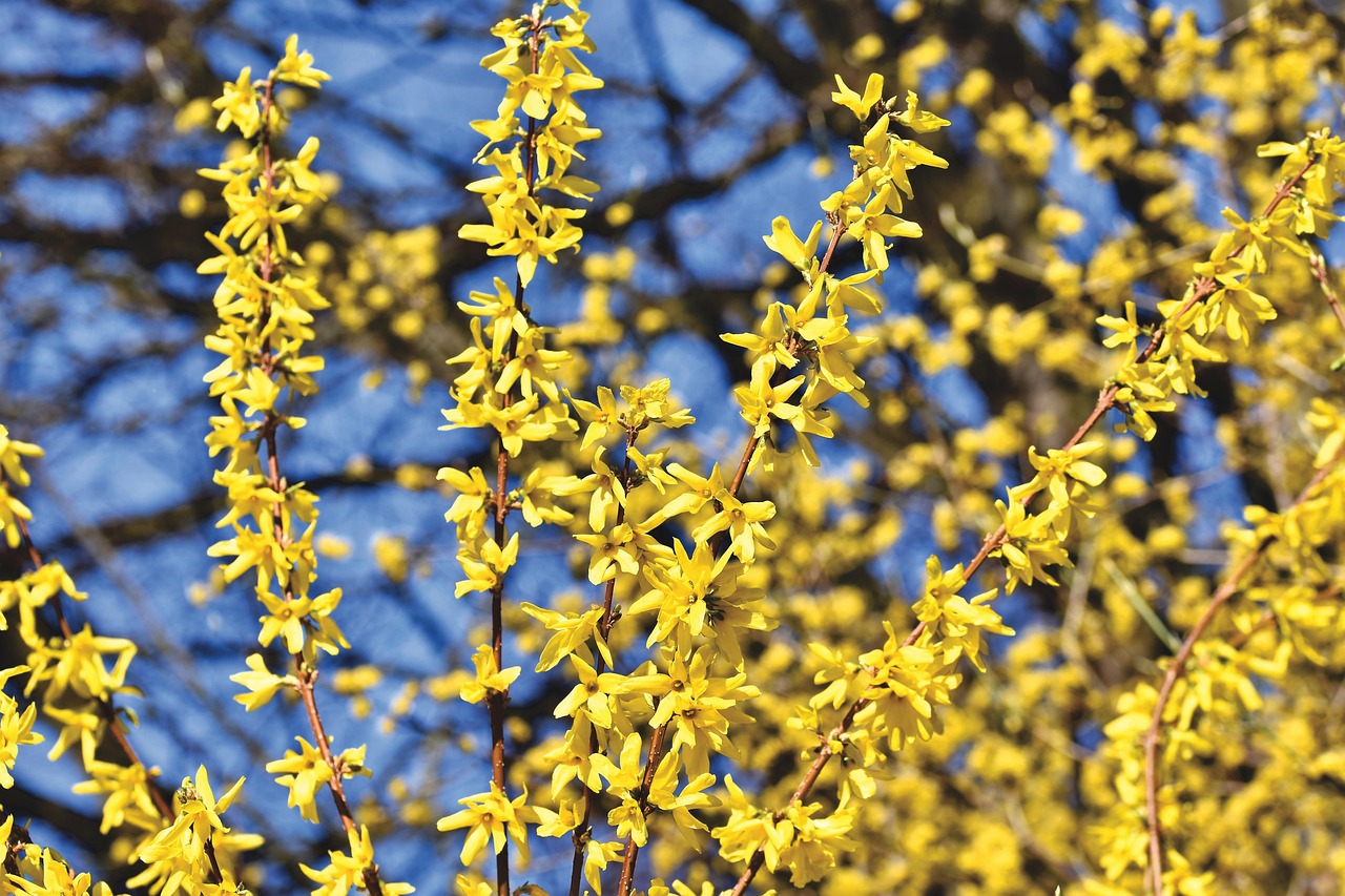 超过 500 张关于“Forsythia Albero”和“连翘”的免费图片 - Pixabay