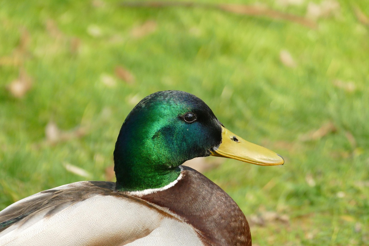 Définition Canard Homme _ Symbolique Canard – YINSBK