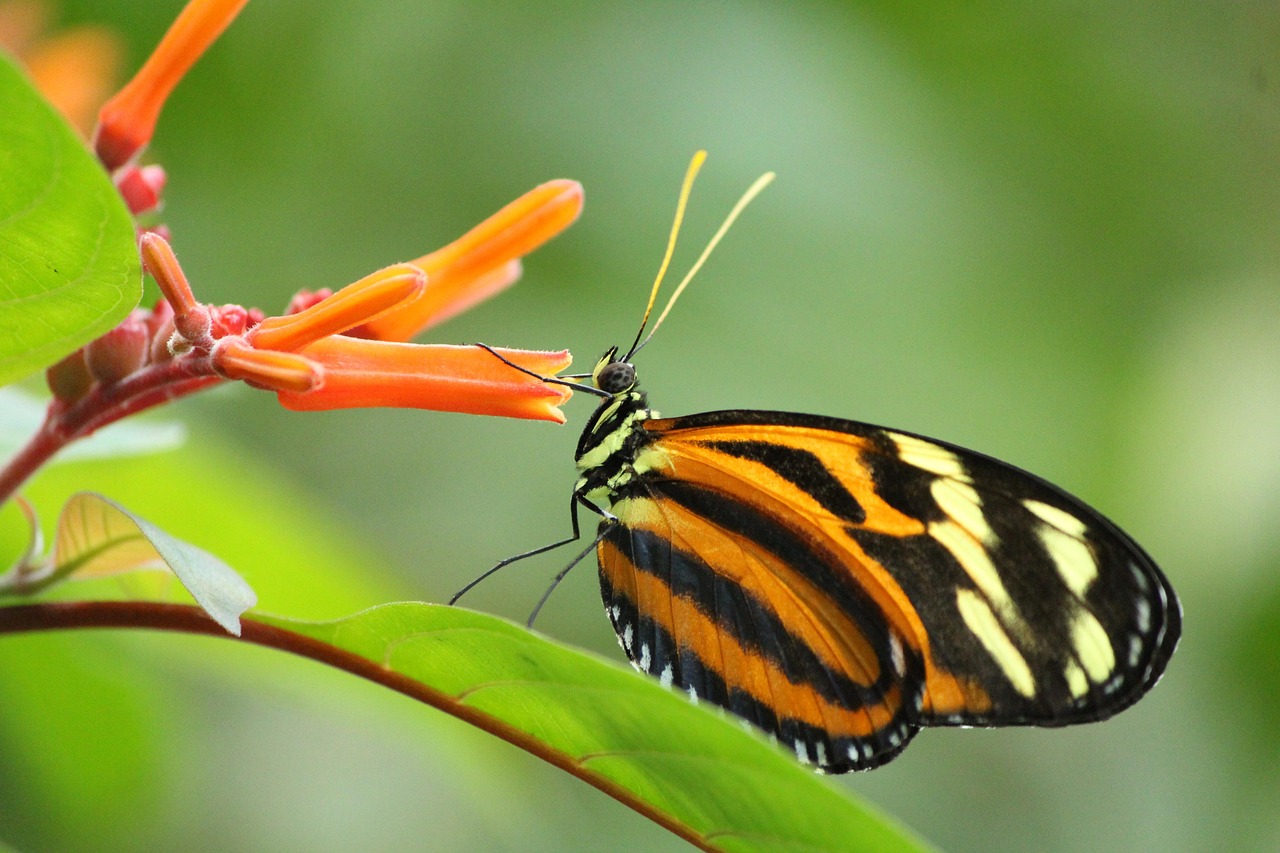 Butterfly Zoo Nature - Free photo on Pixabay