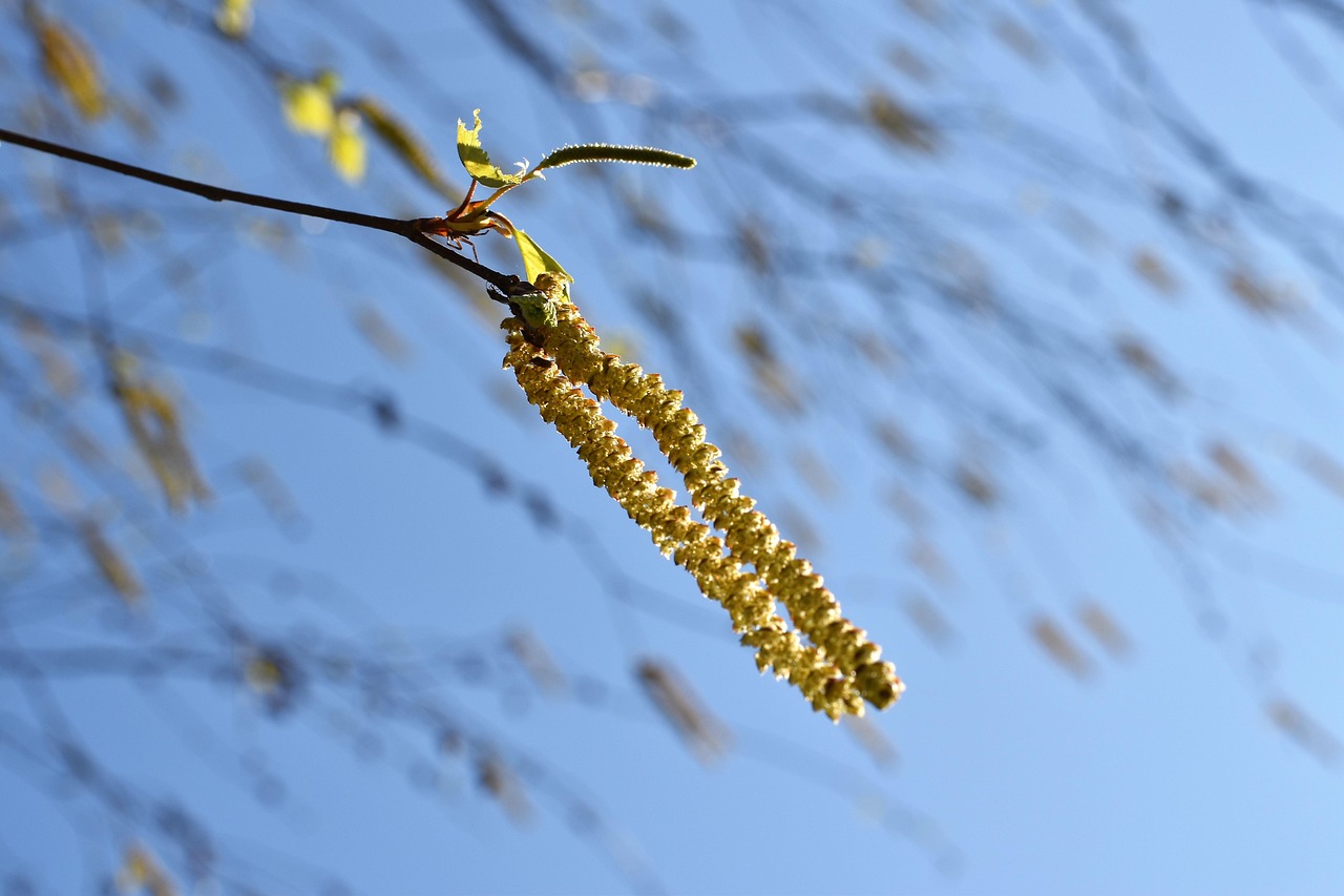 Birch Tree Catkins Green Blue - Free photo on Pixabay