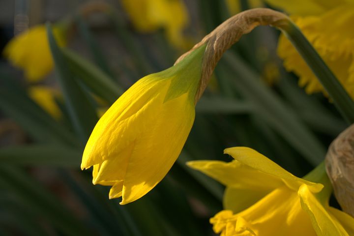 Narcisse Images - Téléchargez des images gratuites - Pixabay