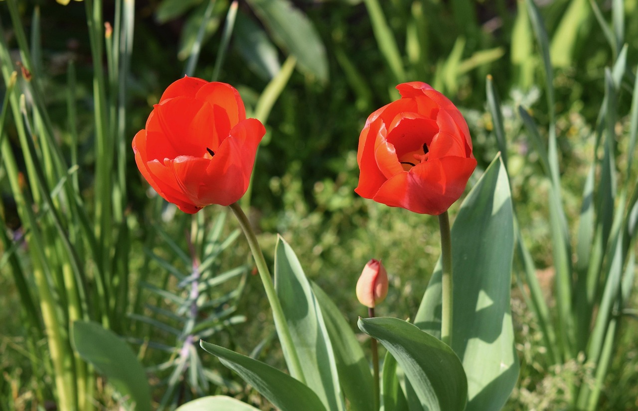 Blomst Blomster Røde Tulipaner - Gratis foto på Pixabay - Pixabay