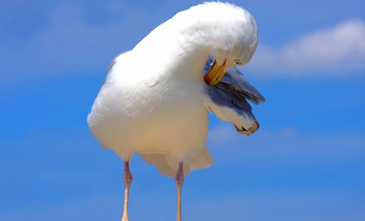 100+ Free Gull Portrait & Gull Images - Pixabay